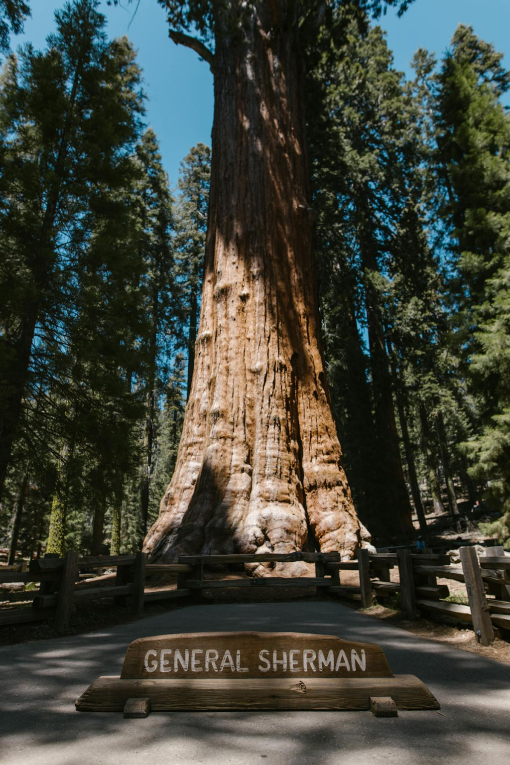 3 National Parks, 1 Road Trip: San Francisco to Sequoia National Park ...