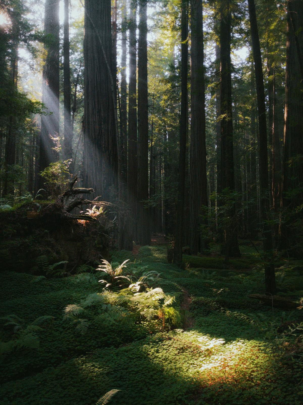 25 Things I Can't Wait to Do in Northern California in 2025 - The ...